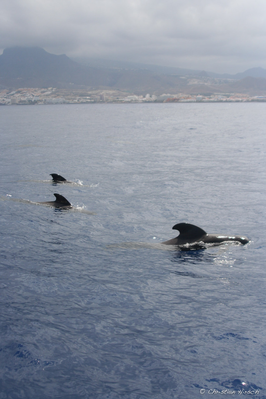 Pilotwale vor der Küste Teneriffas | Longstag.com